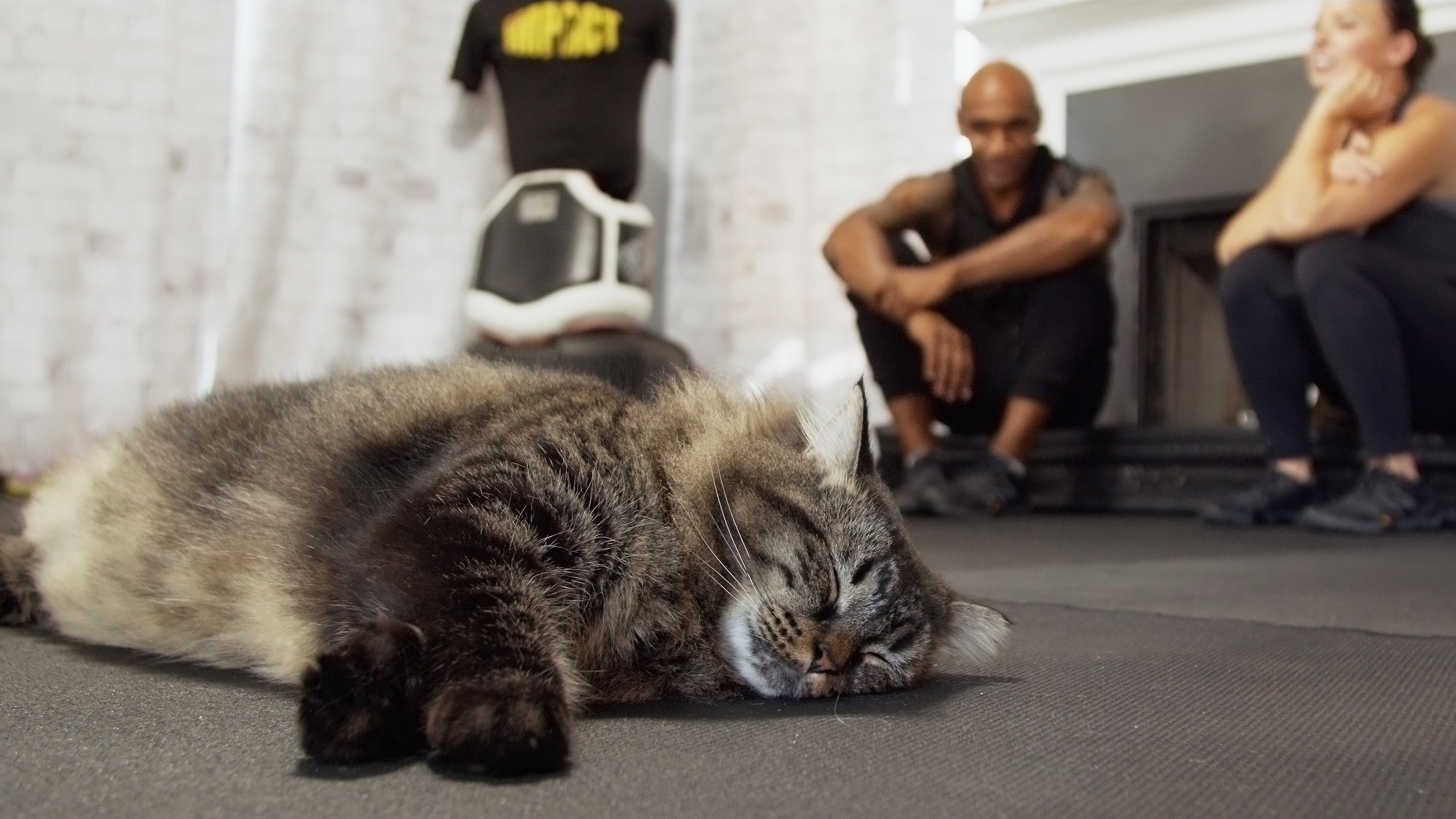 Review: Cat Daddies – FilmCarnage.com