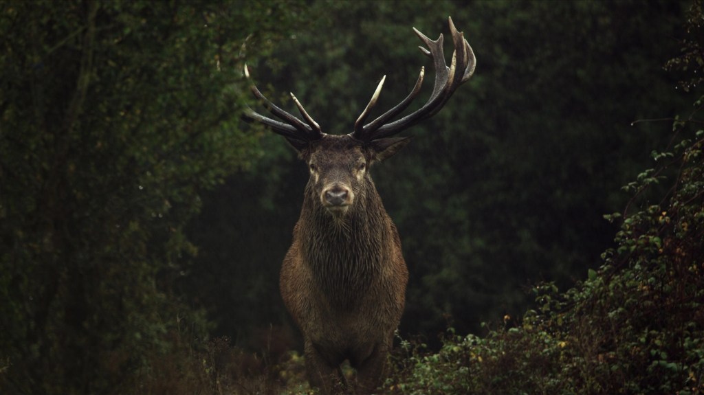 Review: Wilding – FilmCarnage.com